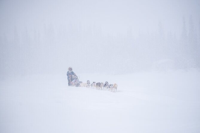 Sled Dog Sampler Ride in Fairbanks - Sled Dog Sampler Ride in Fairbanks: An Authentic Alaskan Adventure