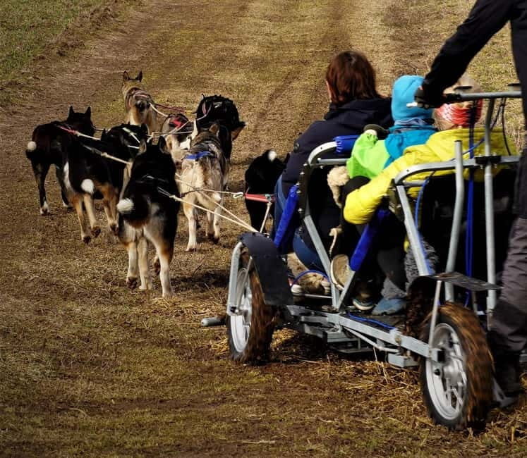 SLED DOGS VISIT & DRIVE ROUND TARTU COUNTRY ESTONIA - A Close Encounter with Sled Dogs in Tartu County