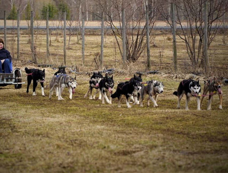 SLED DOGS VISIT & DRIVE ROUND TARTU COUNTRY ESTONIA - Key Points
