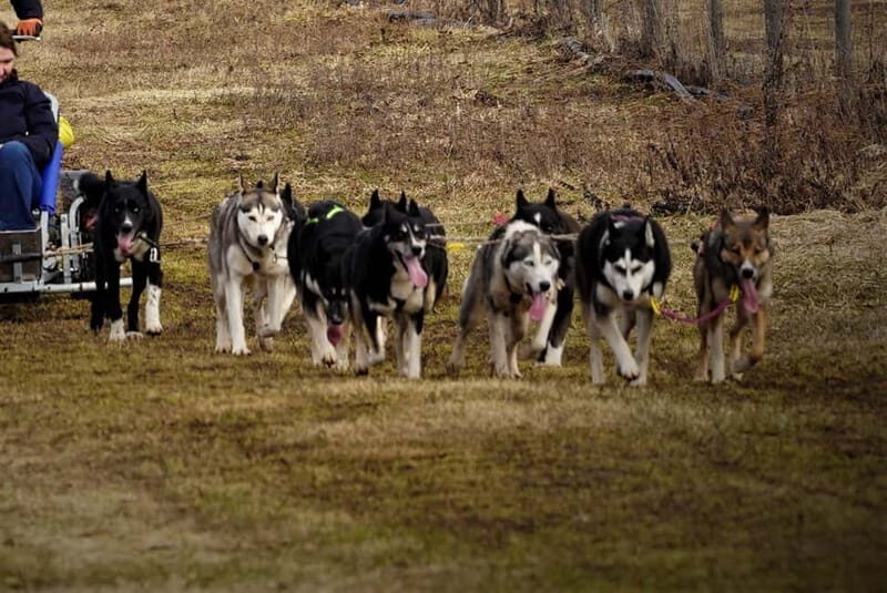 SLED DOGS VISIT & DRIVE ROUND TARTU COUNTRY ESTONIA - The Scenic Setting & Practical Details