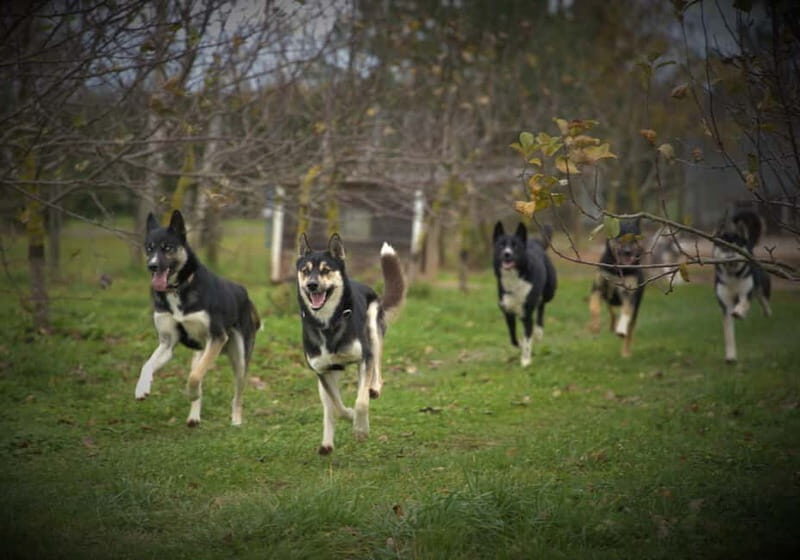 SLED DOGS VISIT & DRIVE ROUND TARTU COUNTRY ESTONIA - Practical Tips for Travelers