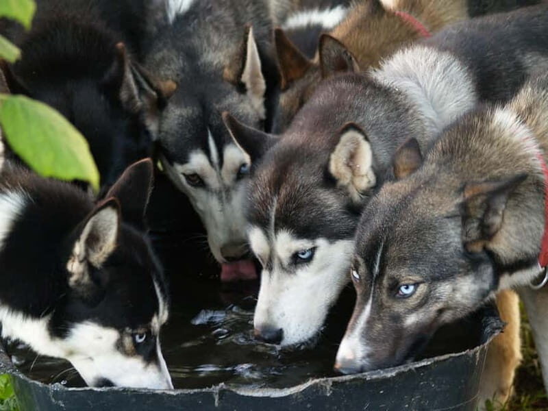 SLED DOGS VISIT & DRIVE ROUND TARTU COUNTRY ESTONIA - Who Should Consider This Tour?