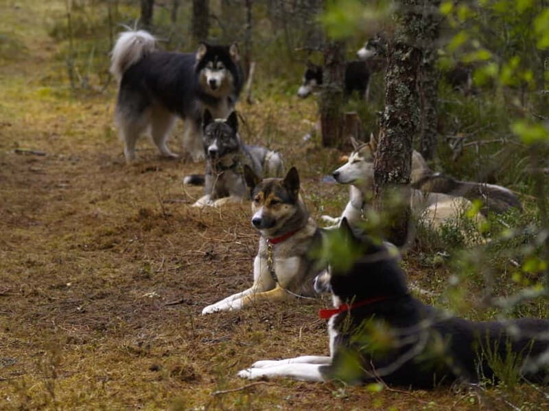 SLED DOGS VISIT & DRIVE ROUND TARTU COUNTRY ESTONIA - The Sum Up: Is It Worth It?