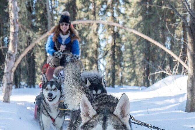 Sledding and Homesteading Adventure - An Honest Look at the Sledding and Homesteading Adventure in Fairbanks