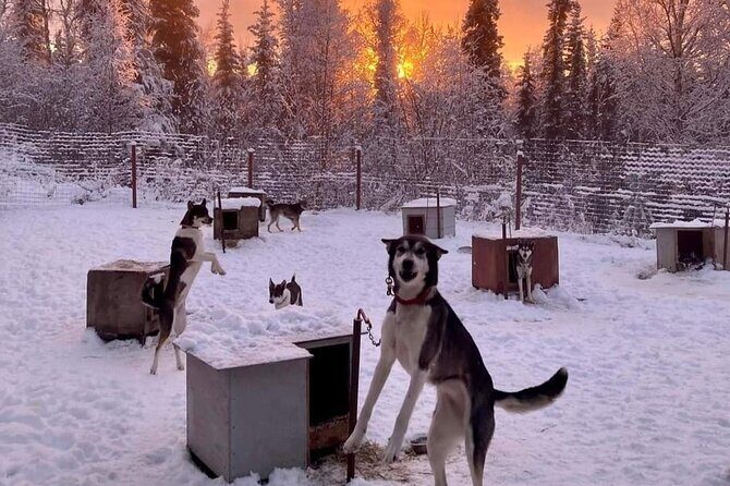 Sluice Box Kennel Experience - What to Expect from the Sluice Box Kennel Experience