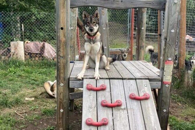 Sluice Box Kennel Experience - Who Should Consider This Tour?