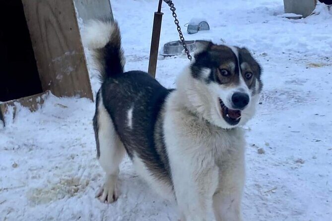 Sluice Box Kennel Experience - FAQ