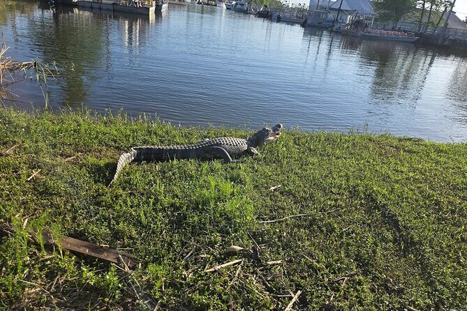 Small Airboat Tour with Transportation Must Do in New Orleans - FAQs