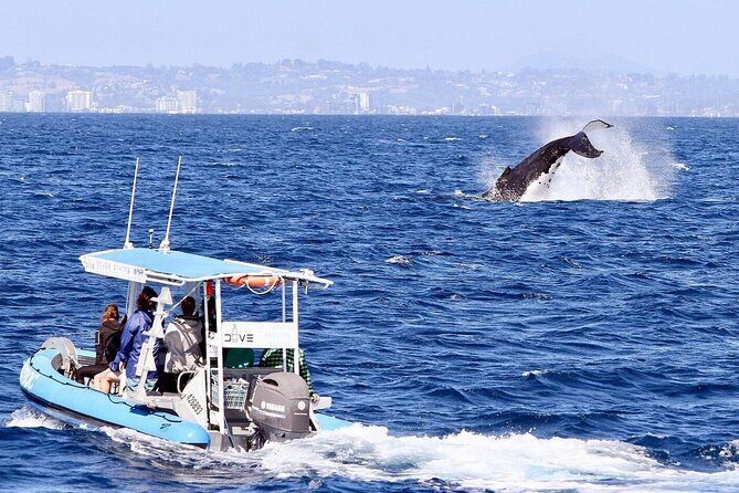 Small Boat Whale Watching Tour in Gold Coast - What the Tour Entails
