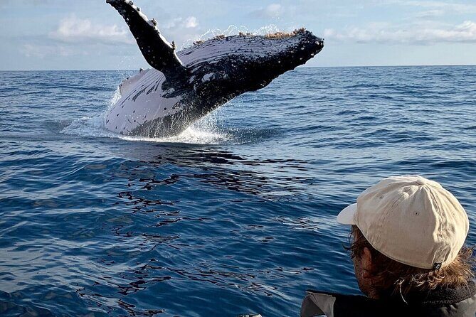 Small Boat Whale Watching Tour in Gold Coast - What Do You Need to Know Before Booking?