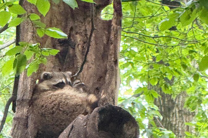 Small Group 2 Hours Walking Tour of Central Park - up to 8 people - FAQ