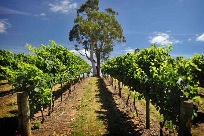 Small Group Adelaide Hills and Hahndorf Hideaway Tour from Adelaide - The Practical Side: What to Expect