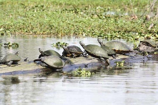 Small-Group Airboat Swamp Tour with Downtown New Orleans Pickup - The Experience in Action: A Day in the Swamps
