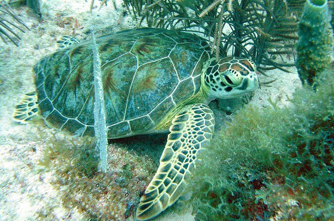 Small-Group Aruba Scuba Diving for Non-Certified Divers - The Sum Up