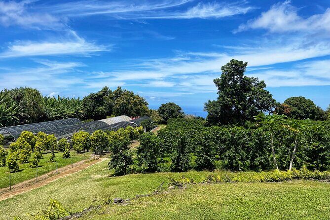 Small-Group Big Island Tour: Hawaii Volcanoes National Park and Kona Coffee Farm - The Lava Tube: A Journey Back in Time
