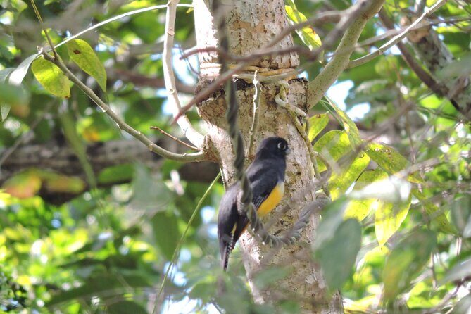 Small-Group Birdwatching Sian Kaan with professional guide - Who Will Love This Tour?