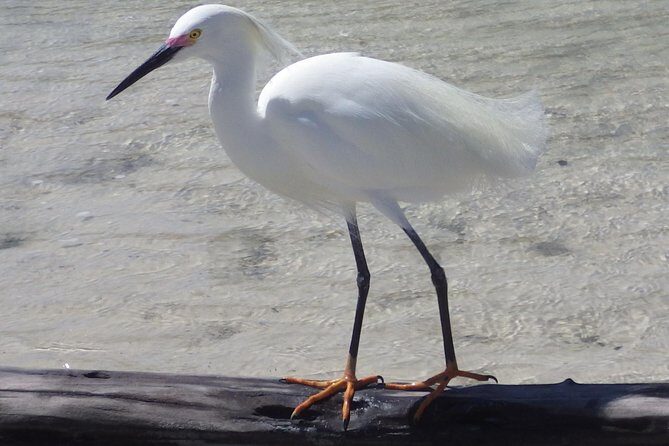 Small Group Boat, Kayak and Walking Guided Eco Tour in Everglades National Park - FAQ