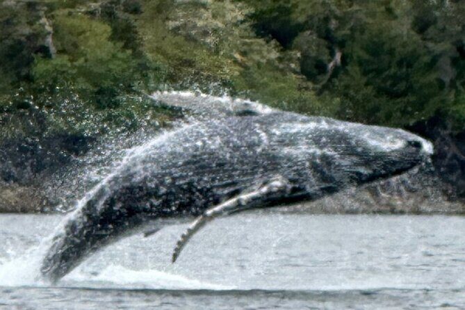 Small Group Boat Tour of Sitka - Why This Tour Stands Out