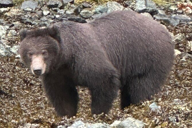 Small Group Boat Tour of Sitka - Practical Considerations