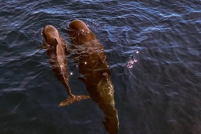 Small Group Boat Whale and Dolphin Watching Tour - The Small Group Advantage