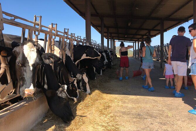 Small Group Cheese Making and Tasting from the Island of Baleares - Why Travelers Will Love This Experience