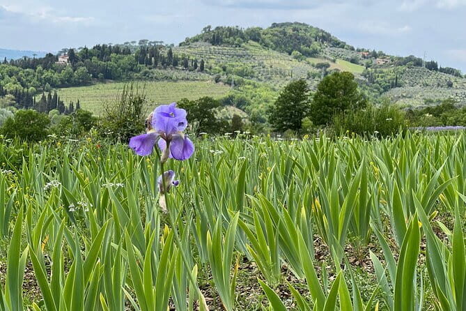 SMALL GROUP Chianti Tradition wine tour (max 8 pp) - Olive Oil Tasting at an Olive Grove