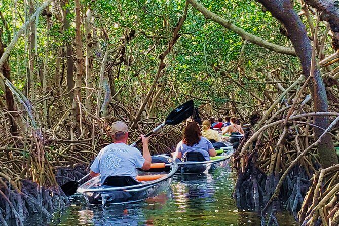 Small-Group Clear Kayak Tour in Shell Key - The Experience of Gliding in Clear Bottom Kayaks