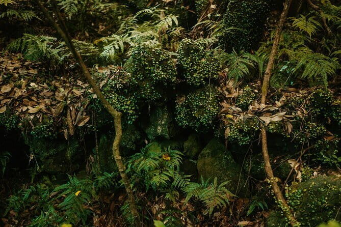 Small Group Day Tour in West Jeju Healing Island - A Taste of Jeju: Traditional Local Cuisine