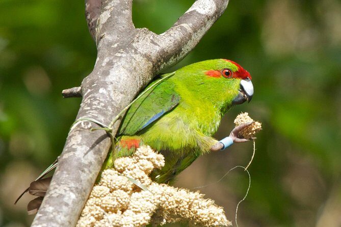 Small Group Daytime 2-Hour Eco Wildlife Tour at Zealandia - An In-Depth Look at the Tour Itinerary