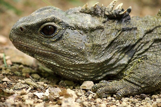 Small Group Daytime 2-Hour Eco Wildlife Tour at Zealandia - Practical Details