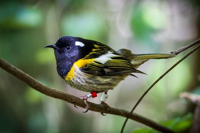 Small Group Daytime 2-Hour Eco Wildlife Tour at Zealandia - Frequently Asked Questions