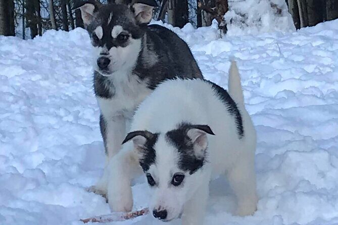 Small-Group Dog Sledding Experience in Sterling - An Authentic Experience from Start to Finish