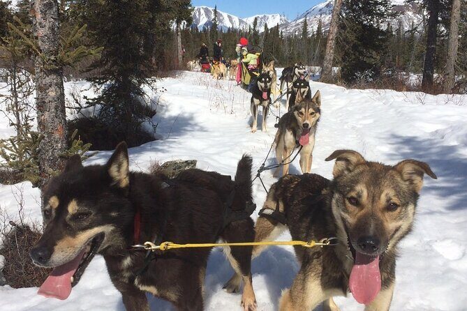 Small-Group Dog Sledding Experience in Sterling - Final Thoughts