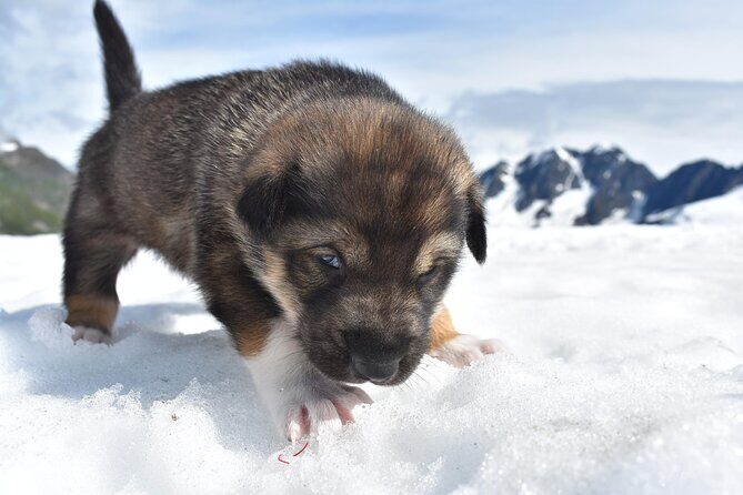 Small-Group Dog Sledding Experience in Sterling - FAQ