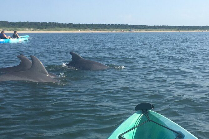Small Group Dolphin Kayak Eco-Tour - Why Choose a Dolphin Kayak Eco-Tour?