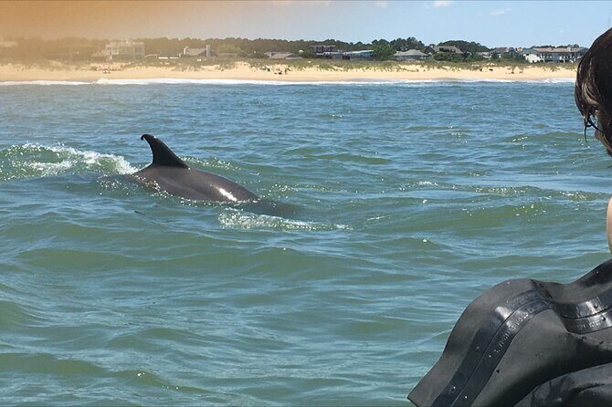 Small Group Dolphin Kayak Eco-Tour - This Tours Value & Price