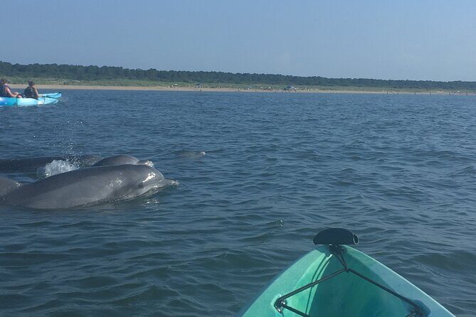 Small Group Dolphin Kayak Eco-Tour - The Sum Up: Who Will Love This Experience?