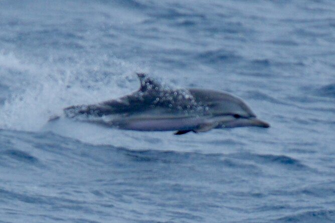 Small Group Dolphin Sunset Tour on Electric Sailing Boat Denia - An In-Depth Look at the Experience