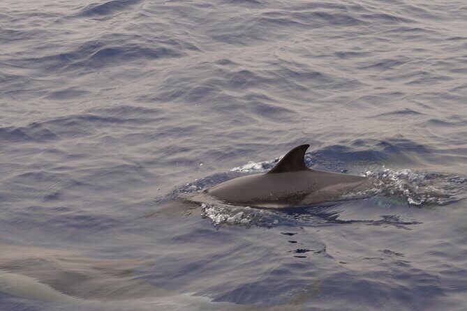Small Group Dolphin Sunset Tour on Electric Sailing Boat Denia - FAQ