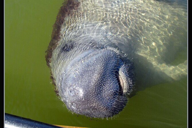 Small-Group Everglades Boating Kayaking and Walking Eco Tour - Practical Details: Logistics and Expectations
