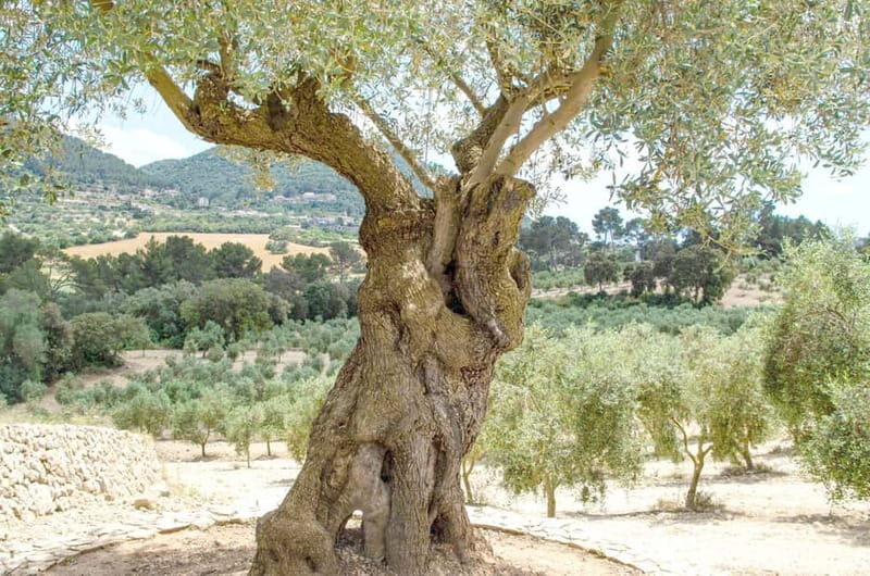Small group- Exclusive Olive Oil & Wine Tour Mallorca - Discovering Mallorca’s Flavors: A Detailed Look at the Tour
