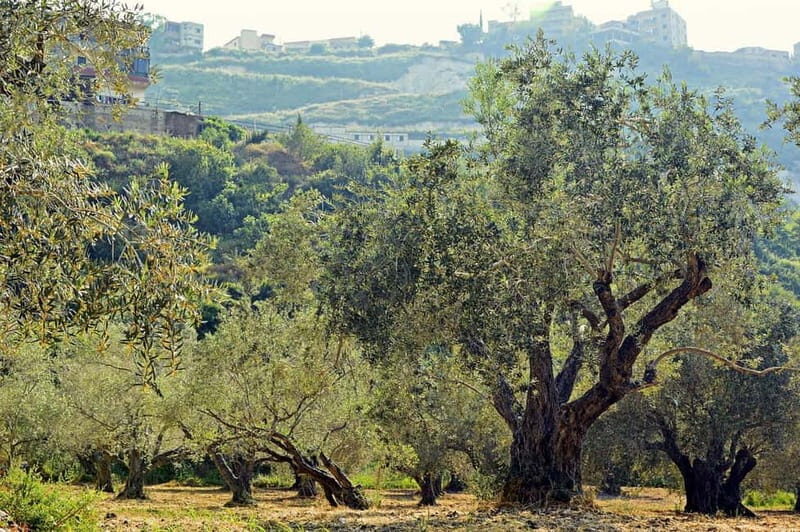Small group- Exclusive Olive Oil & Wine Tour Mallorca - Practical Tips for Travelers