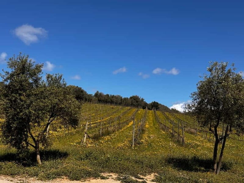 Small group- Exclusive Olive Oil & Wine Tour Mallorca - Summary: Who Should Consider This Tour?