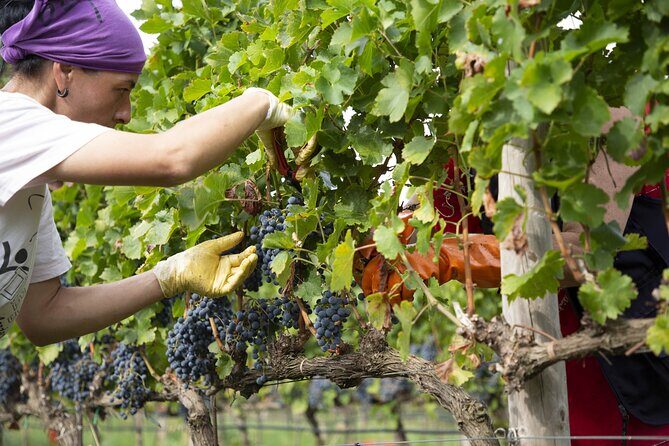 Small-Group Exclusive Winery and Wine Tasting Tour in Frascati - Summary