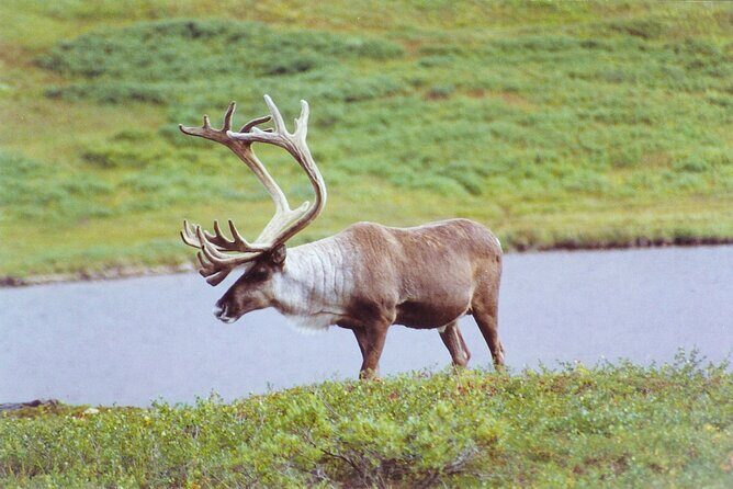 Small-Group Flight Denali National Park Tour with Guided Hike - Frequently Asked Questions