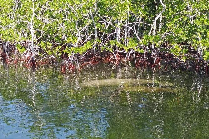 Small Group Florida Keys Eco Tour by Boat - Final Thoughts: Is This Tour Right for You?