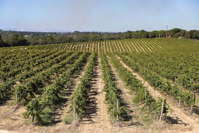 Small Group Full-Day Arrábida Wine Tour and Food Tasting - The Sum Up