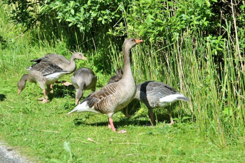 Small group full day island tour to Texel from Amsterdam - Practical Details and Considerations