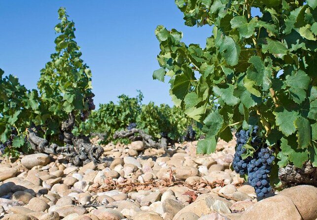 Small-Group Full-Day Private Wine Tour from Avignon - Key Points
