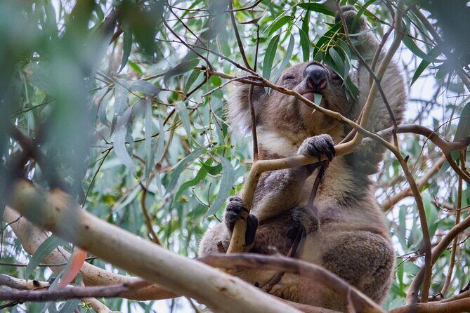 Small-Group Great Ocean Road Classic Day Tour from Melbourne - What the Tour Includes and What You Should Prepare For